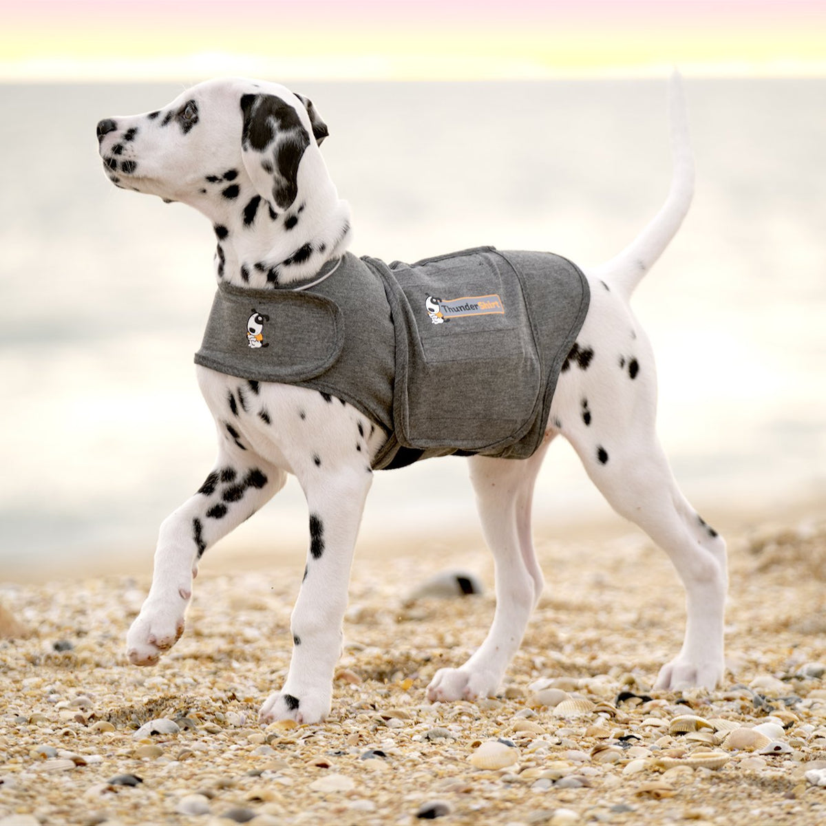 Thunderworks ThunderShirt for Dogs: Heather Gray Classic - Durham, NC ...